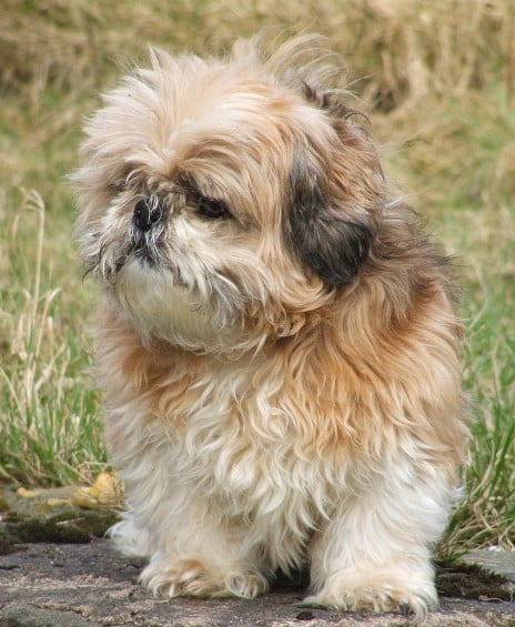 Ontmoet de lieve Shih Tzu | Lees de Eenvoudige Gids (2026)